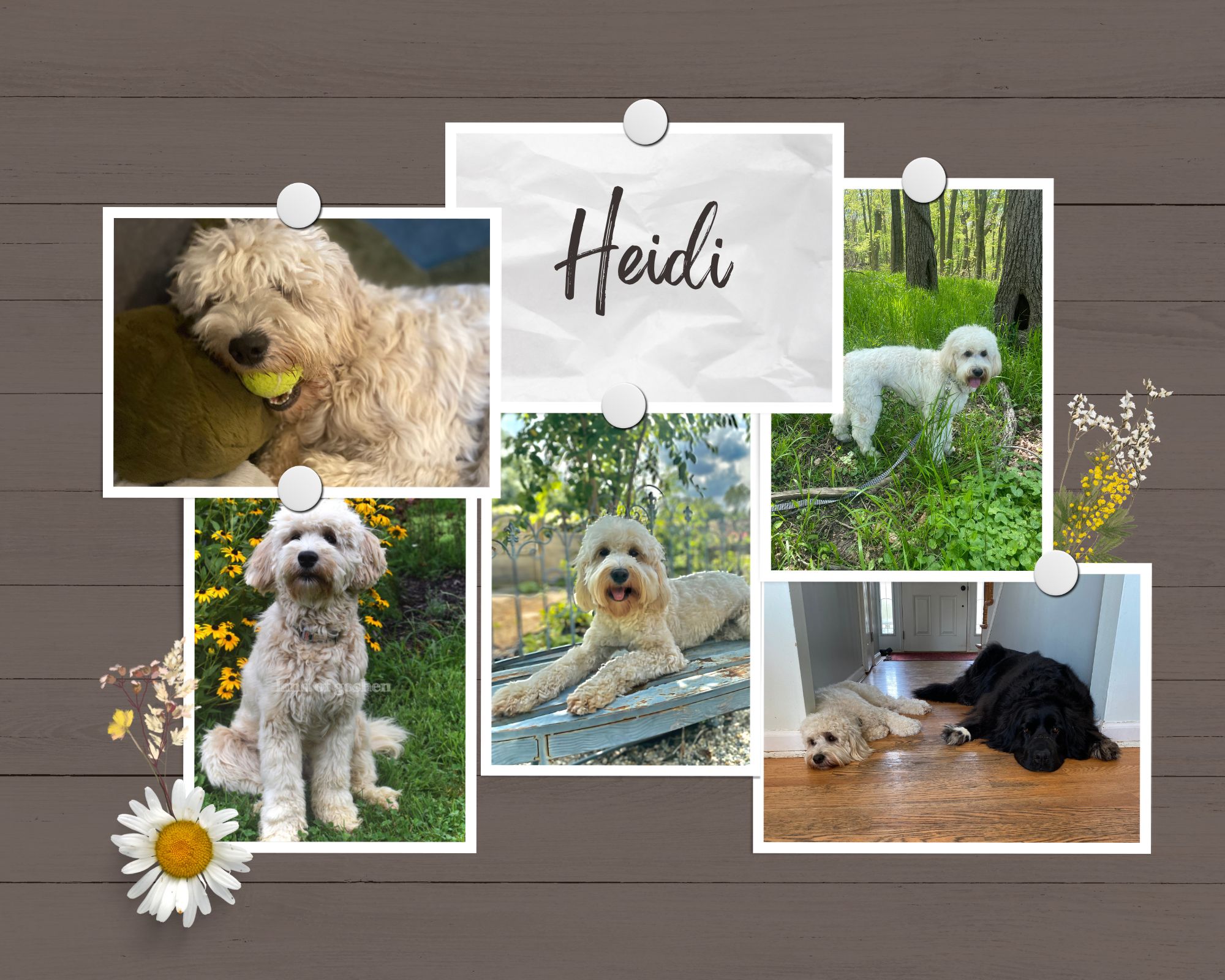 Dogs - Land of Goshen Doodles